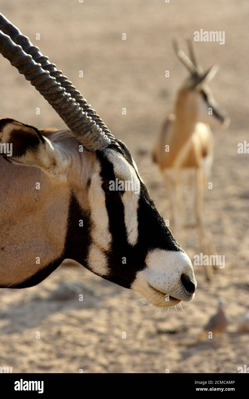 african animals and landscape Stock Photo - Alamy