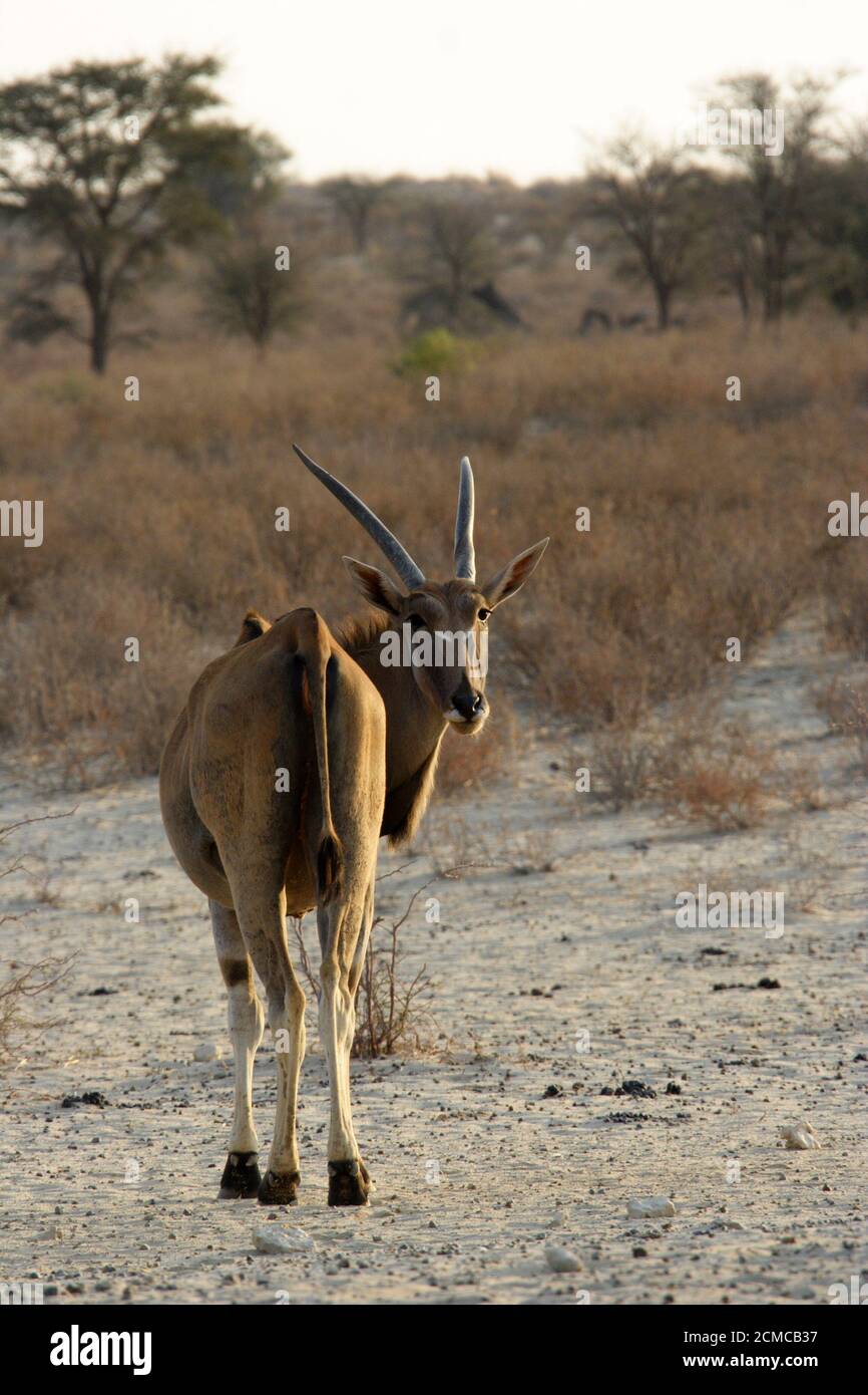 african animals and landscape Stock Photo - Alamy