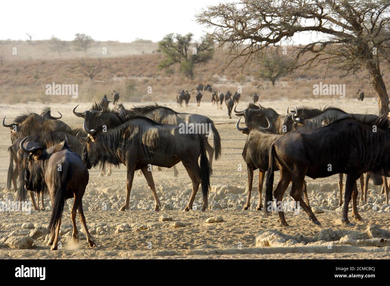 african animals and landscape Stock Photo - Alamy