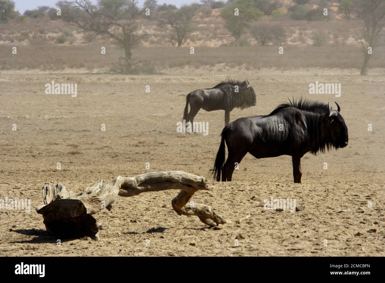 african animals and landscape Stock Photo - Alamy