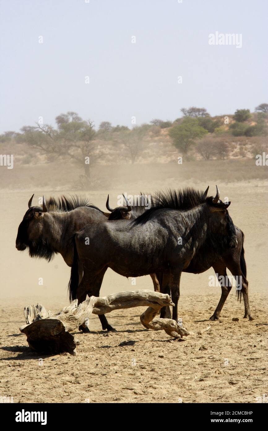 african animals and landscape Stock Photo - Alamy