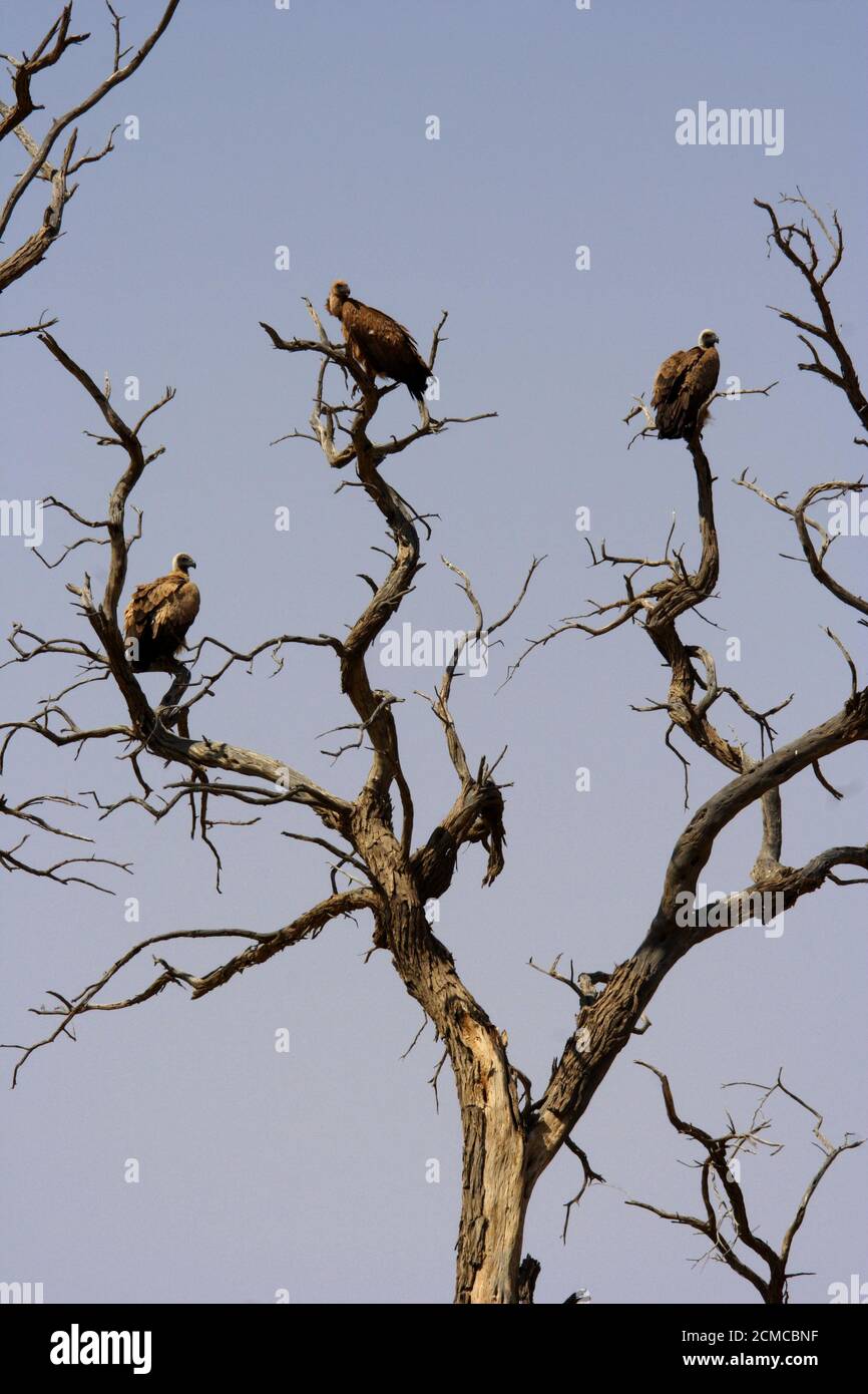 african animals and landscape Stock Photo - Alamy