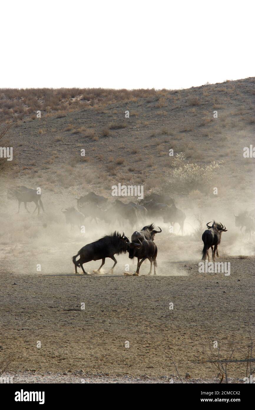 african animals and landscape Stock Photo - Alamy