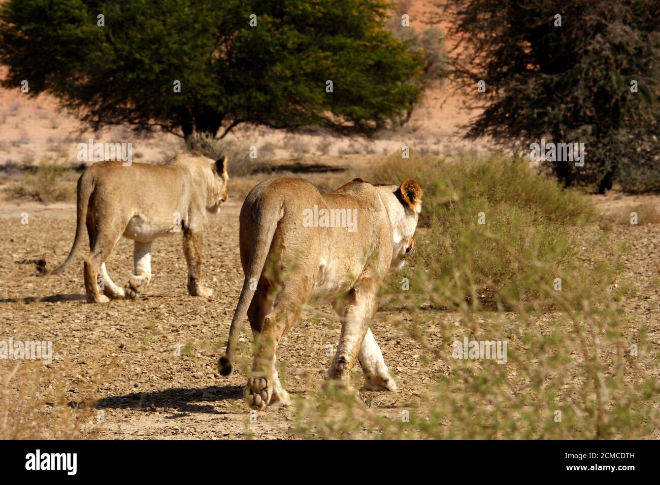 african animals and landscape Stock Photo - Alamy