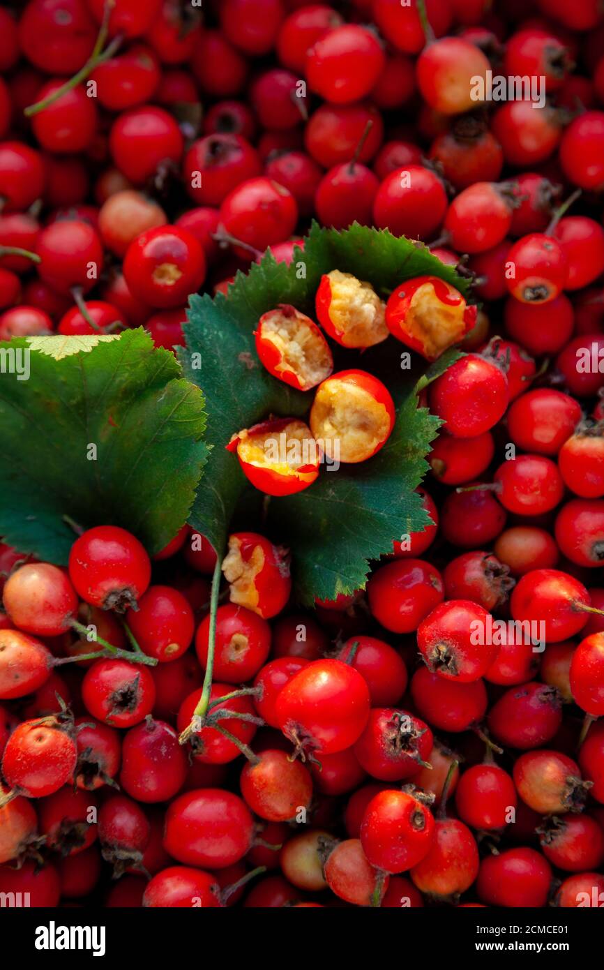 Cutaway hawthorn berry. Pulp and seeds. Leaf and fruit. A medicinal ...
