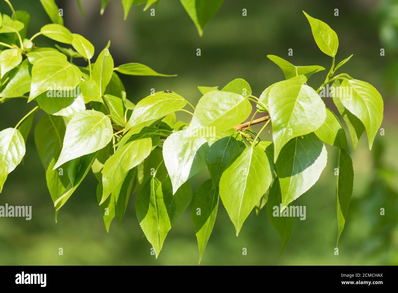 green poplar leaves isolated on white background Stock Photo - Alamy