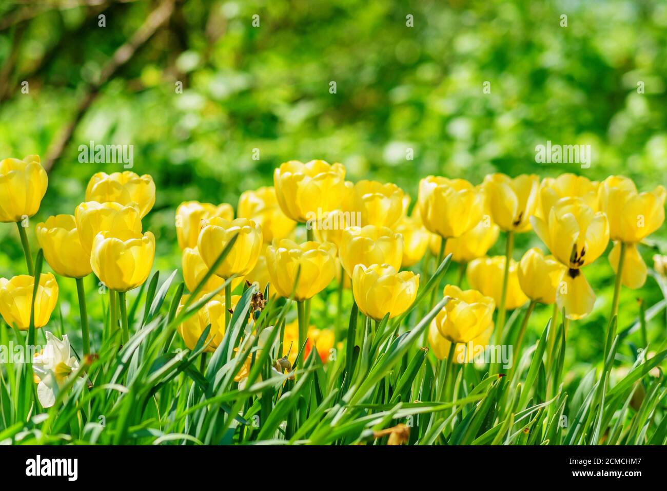 Field of yellow tulips. Flower background. Summer garden landscape Stock Photo - Alamy