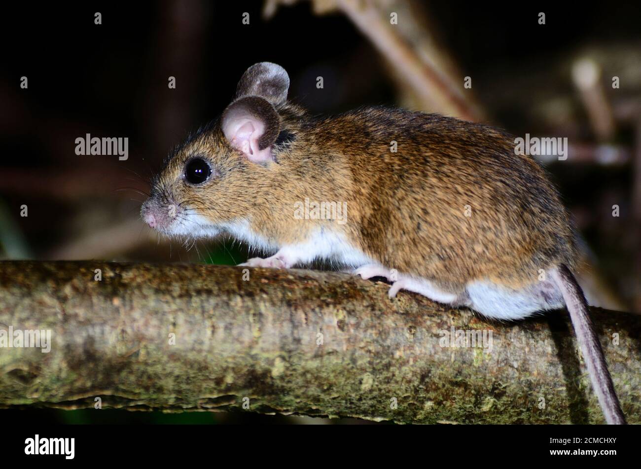 wood mouse apodemus sylvaticus Stock Photo - Alamy