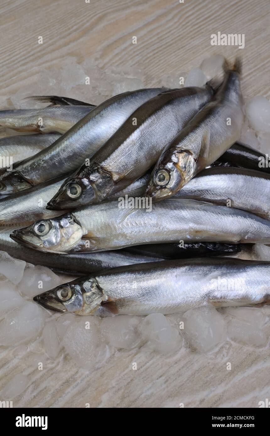 Capelin hi-res stock photography and images - Alamy