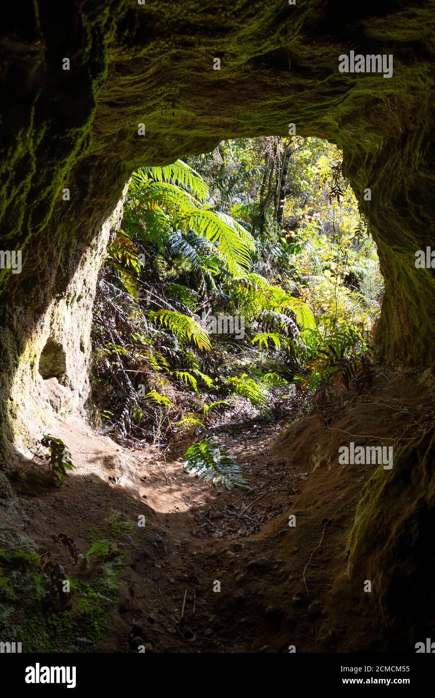 Tunnel mouth at Mitchells Gully Gold Mine, Charleston, near Westport ...
