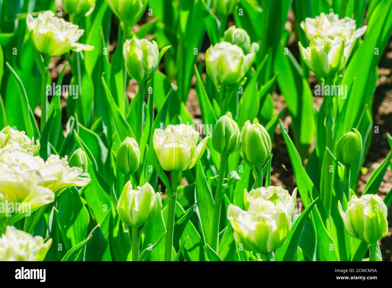 Field of white tulips. Flower background. Summer garden landscape Stock ...