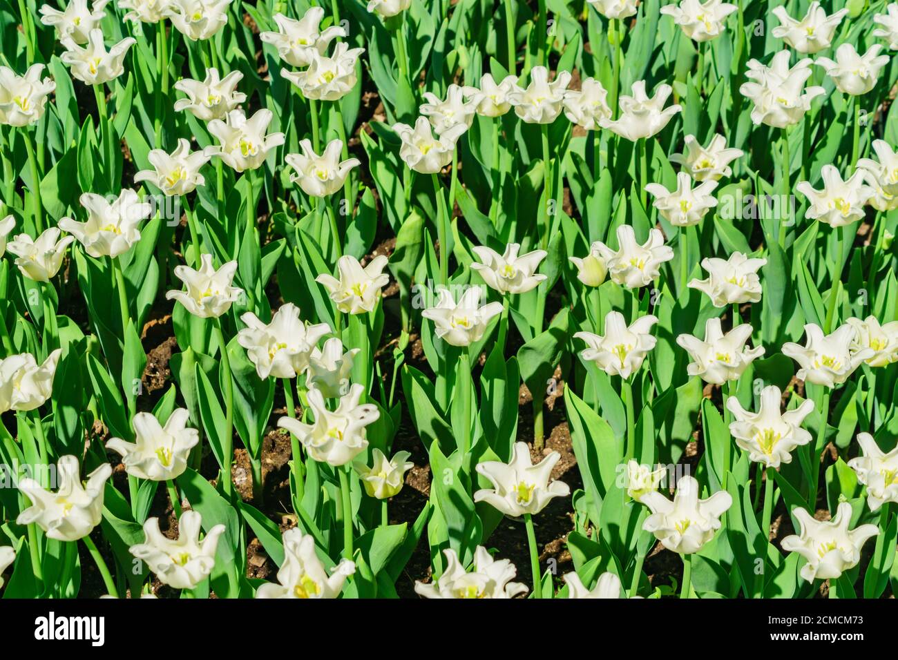 Field of white tulips. Flower background. Summer garden landscape Stock ...