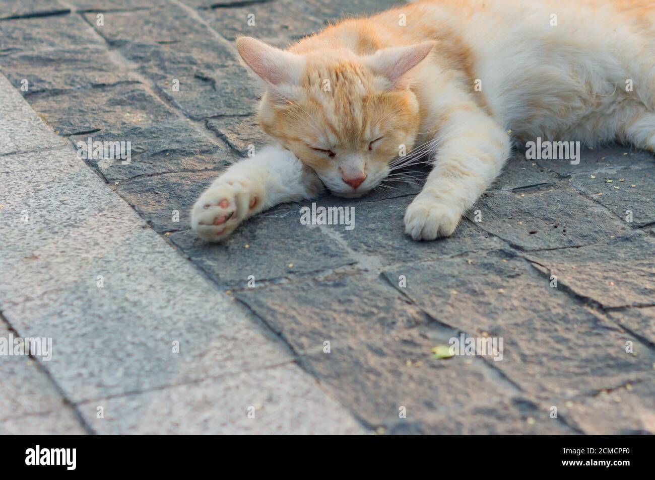 stray ginger cat sleeping on the pavement Stock Photo - Alamy