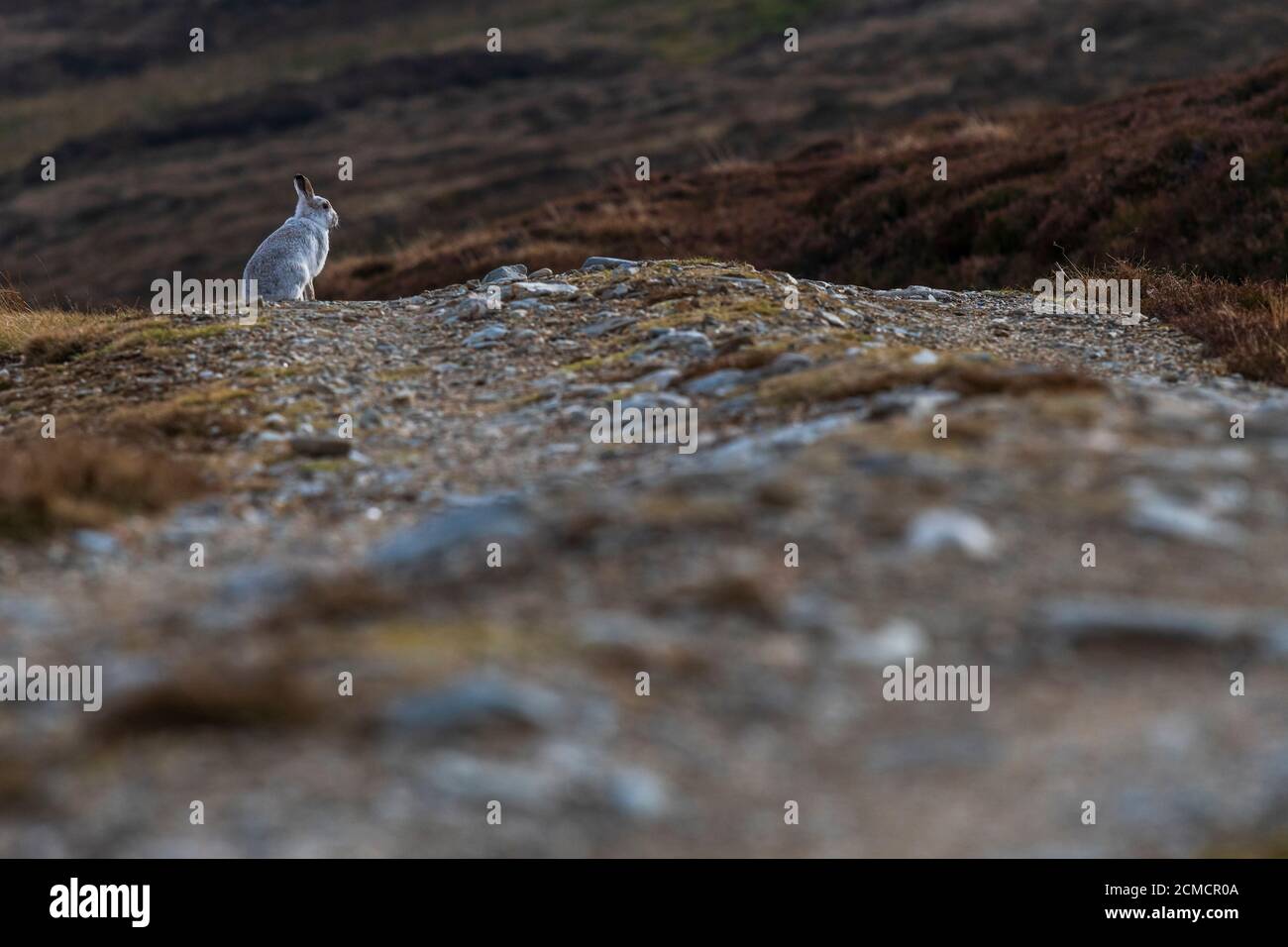 Closeup portrait of a Mountain hare , Scotland Stock Photo - Alamy