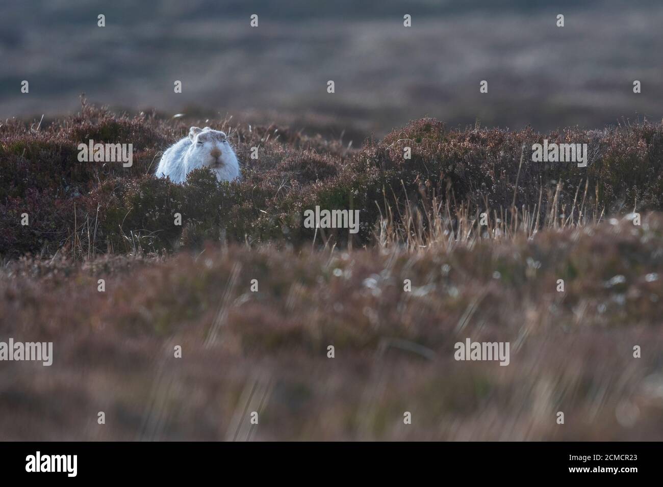Closeup portrait of a Mountain hare , Scotland Stock Photo - Alamy