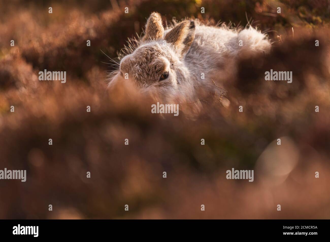 Closeup portrait of a Mountain hare , Scotland Stock Photo - Alamy