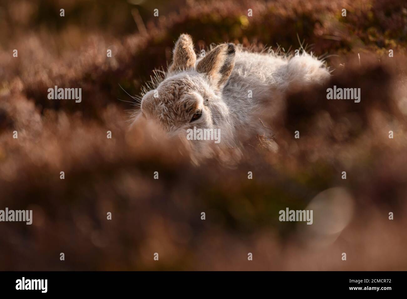 Closeup portrait of a Mountain hare , Scotland Stock Photo - Alamy