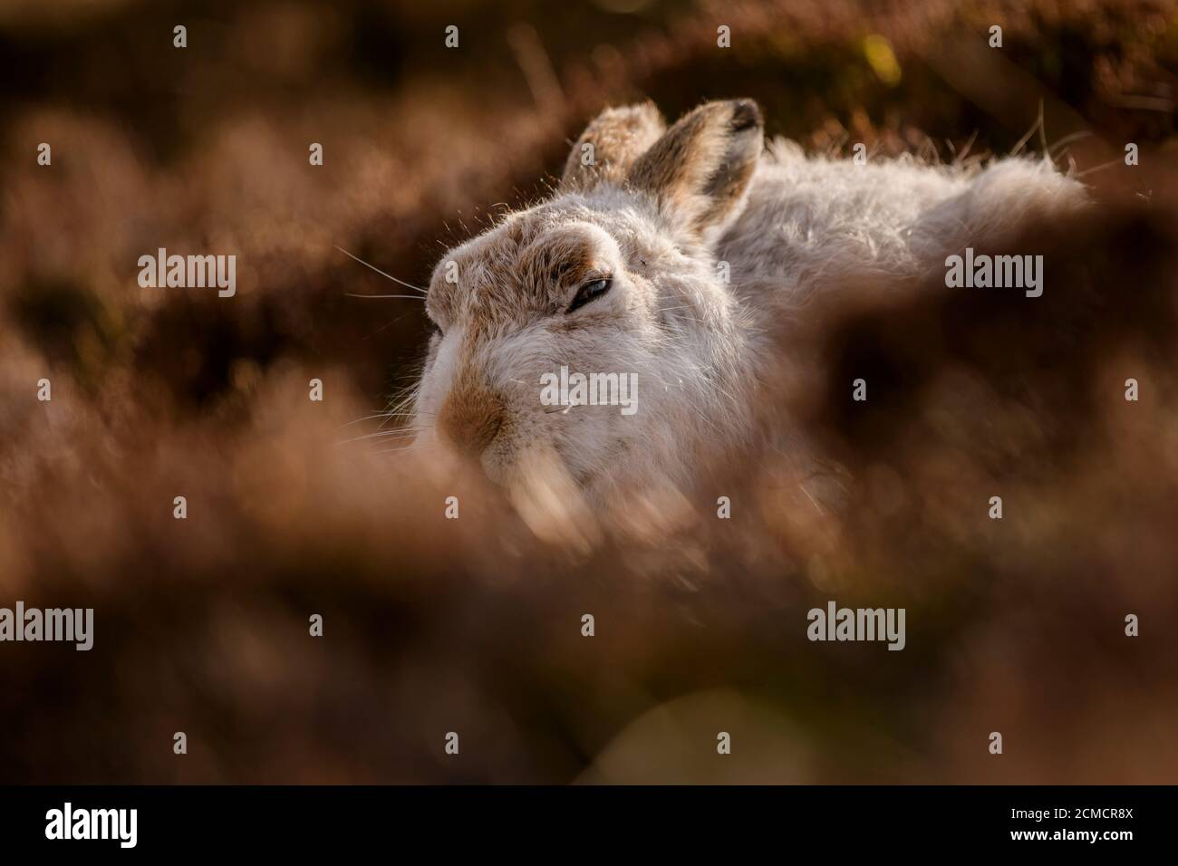 Closeup portrait of a Mountain hare , Scotland Stock Photo - Alamy