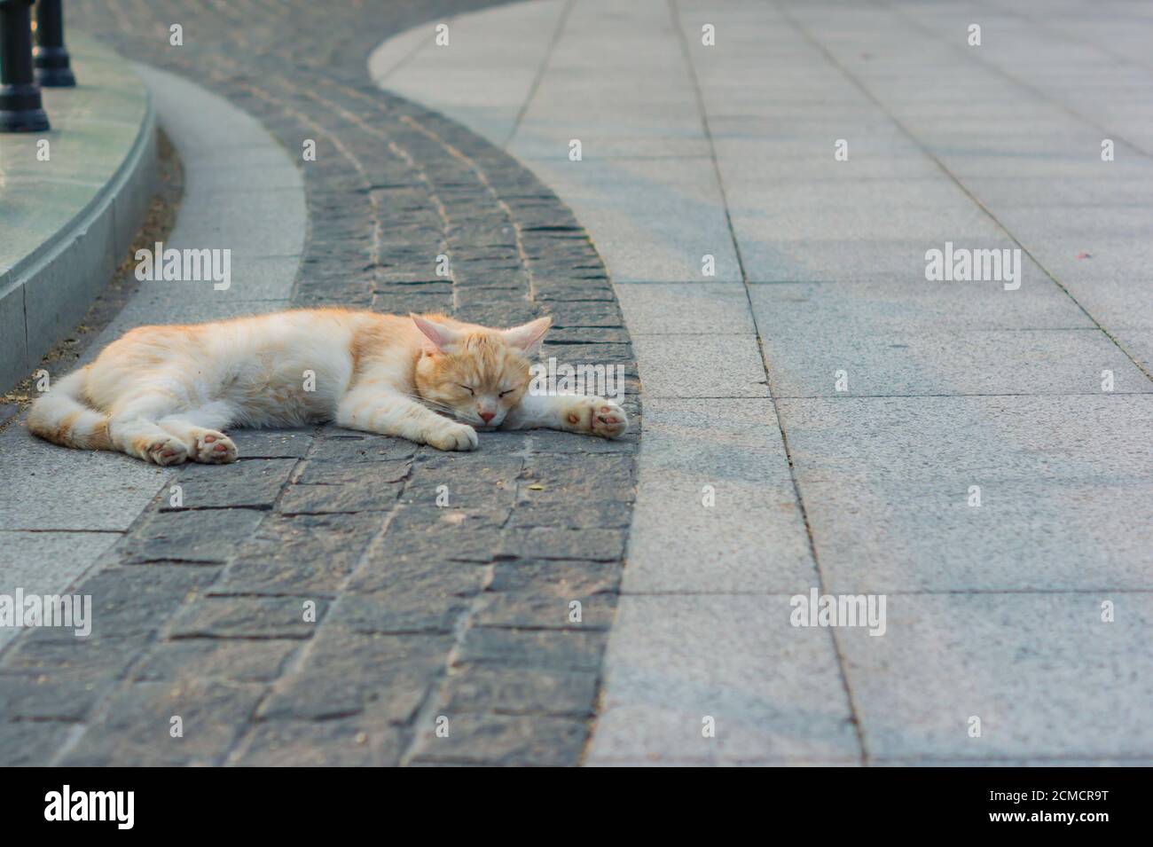 stray ginger cat sleeping on the pavement Stock Photo - Alamy