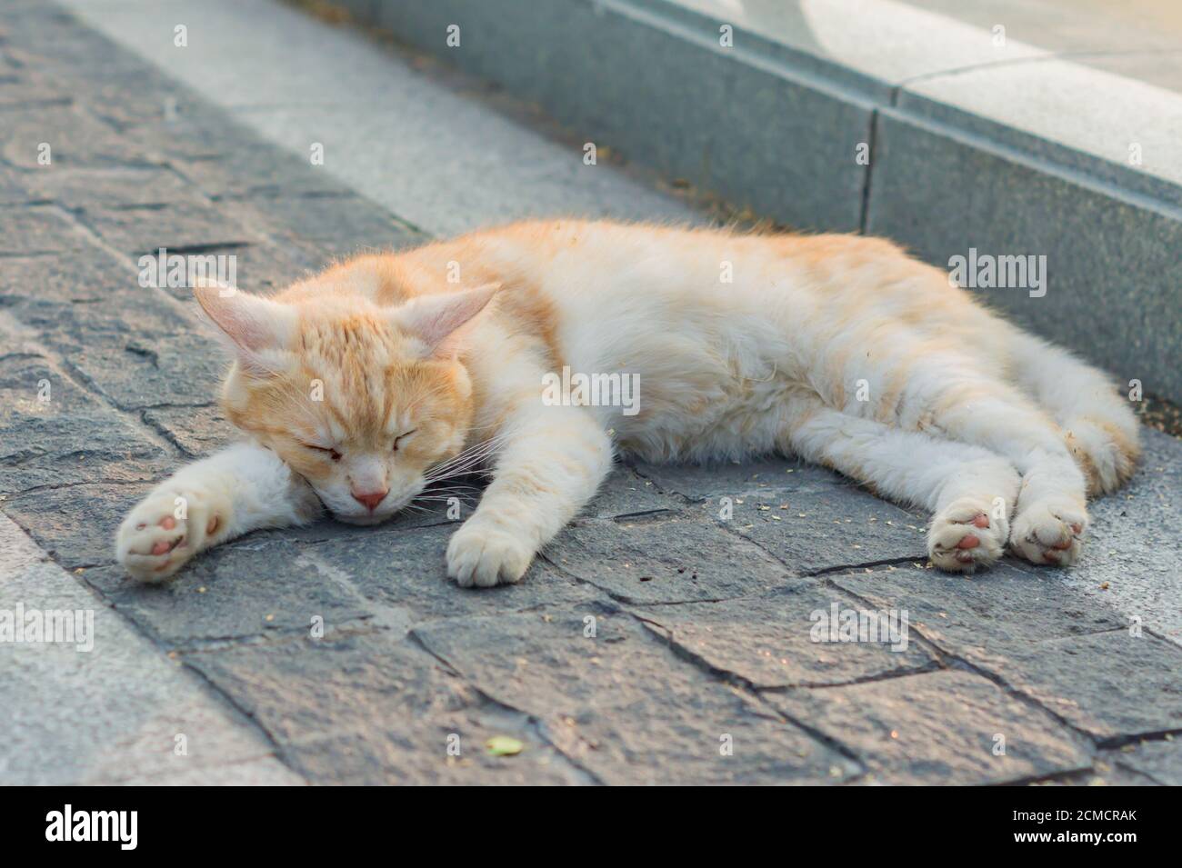 stray ginger cat sleeping on the pavement Stock Photo - Alamy