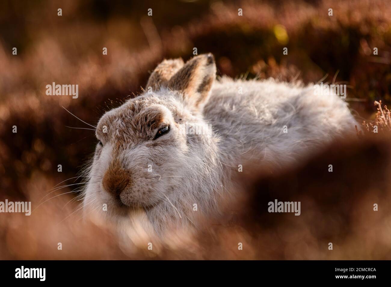 Closeup portrait of a Mountain hare , Scotland Stock Photo - Alamy