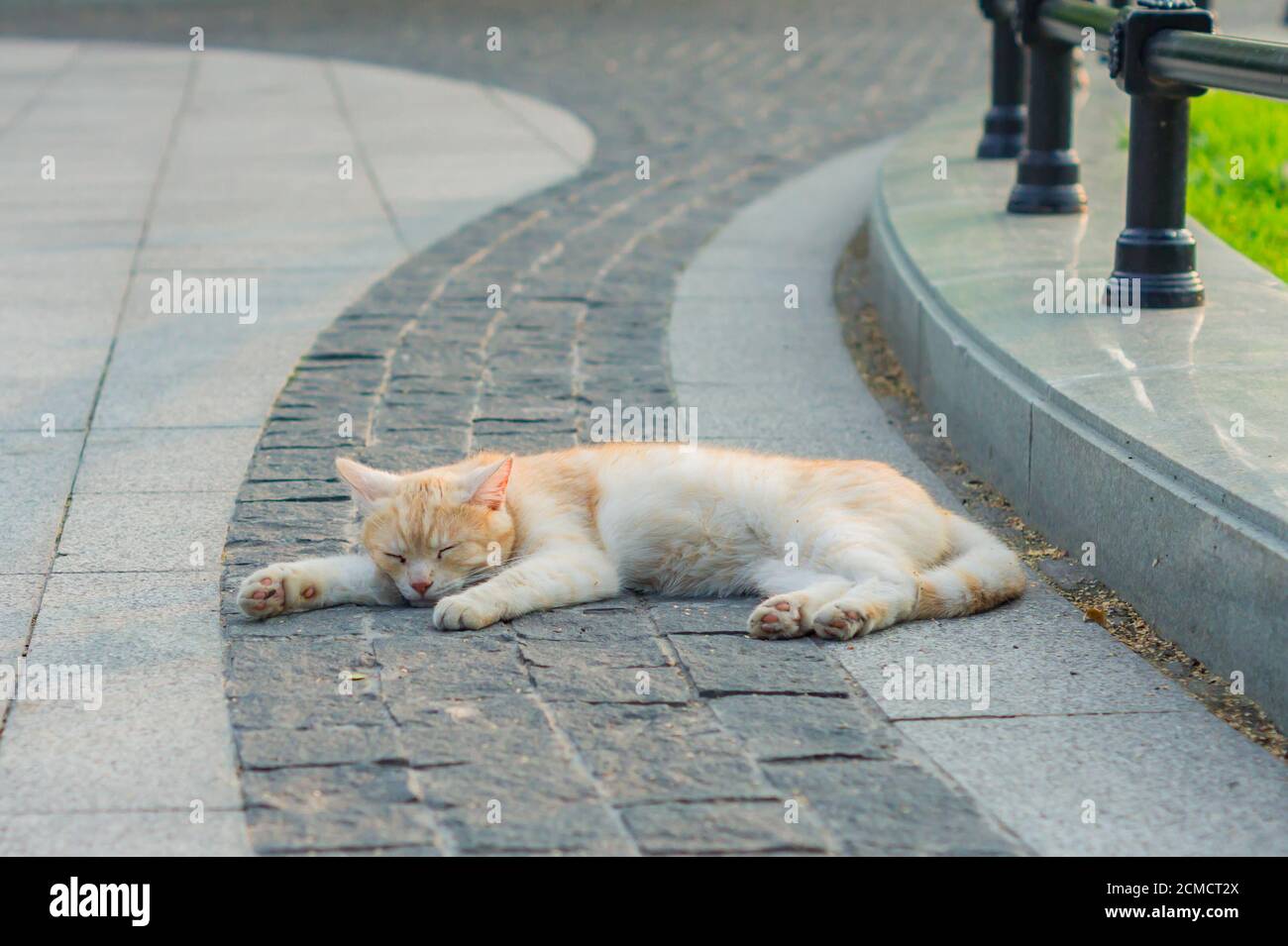 stray ginger cat sleeping on the pavement Stock Photo - Alamy