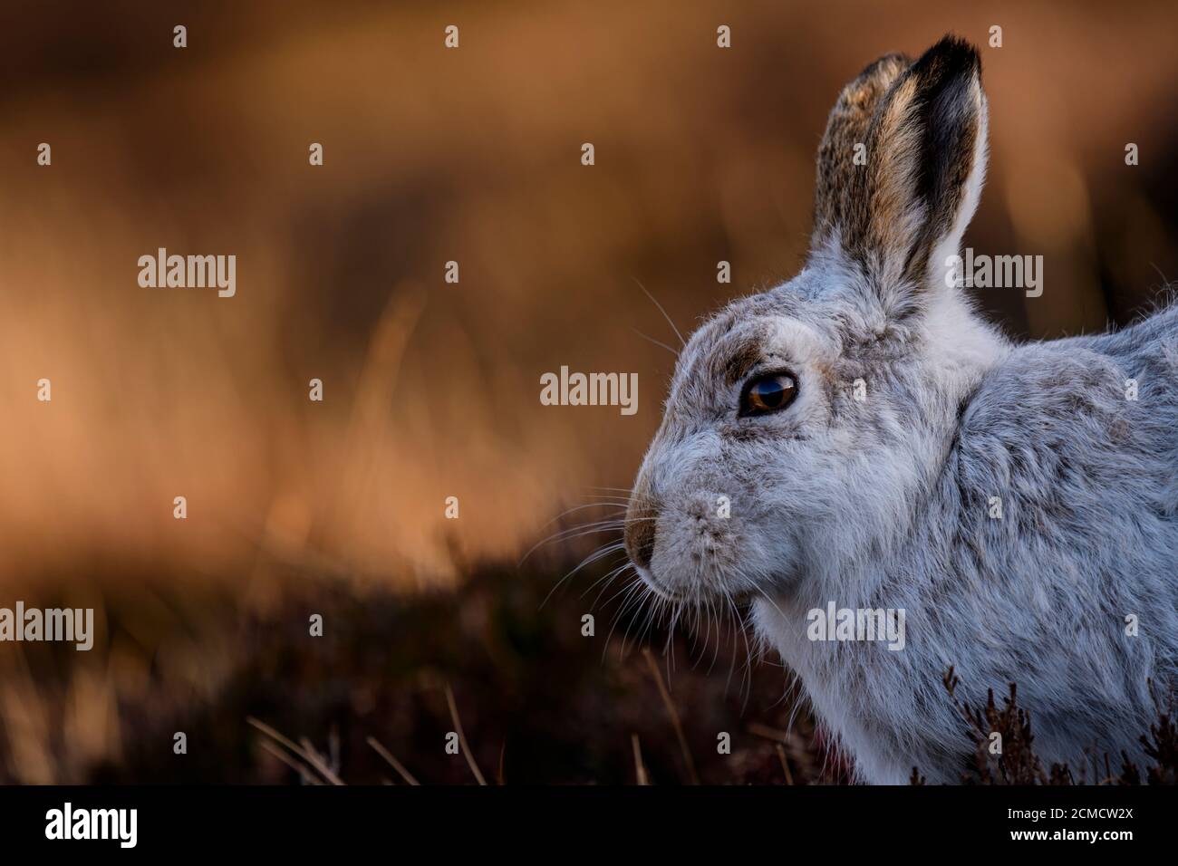Closeup portrait of a Mountain hare , Scotland Stock Photo - Alamy