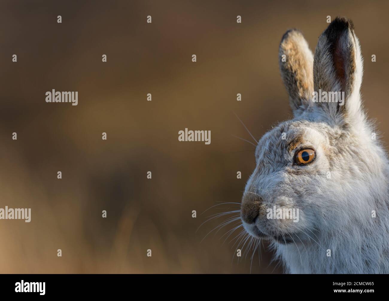 Closeup portrait of a Mountain hare , Scotland Stock Photo - Alamy