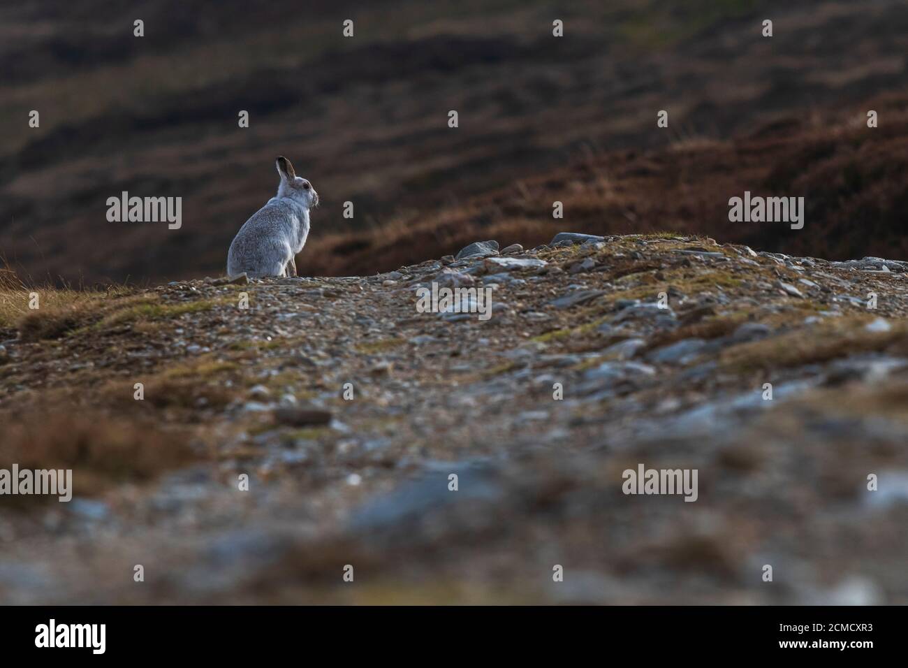 Closeup portrait of a Mountain hare , Scotland Stock Photo - Alamy