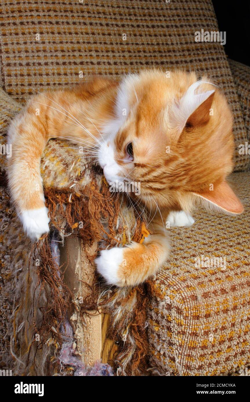 Cat rip the upholstery on the armchair Stock Photo - Alamy