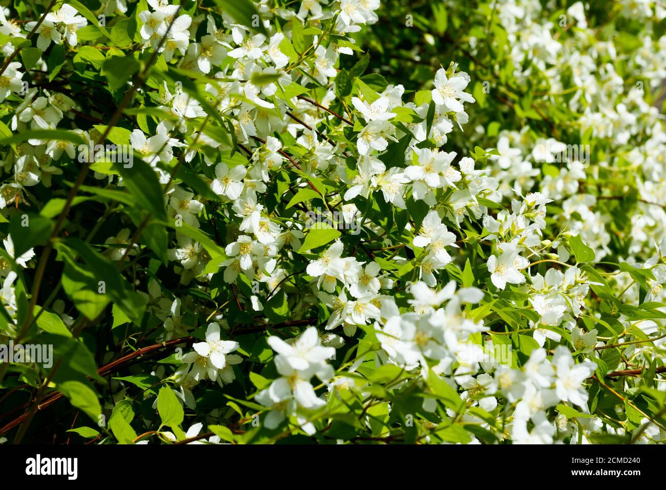 Beautiful white jasmine flowers in a garden Stock Photo - Alamy