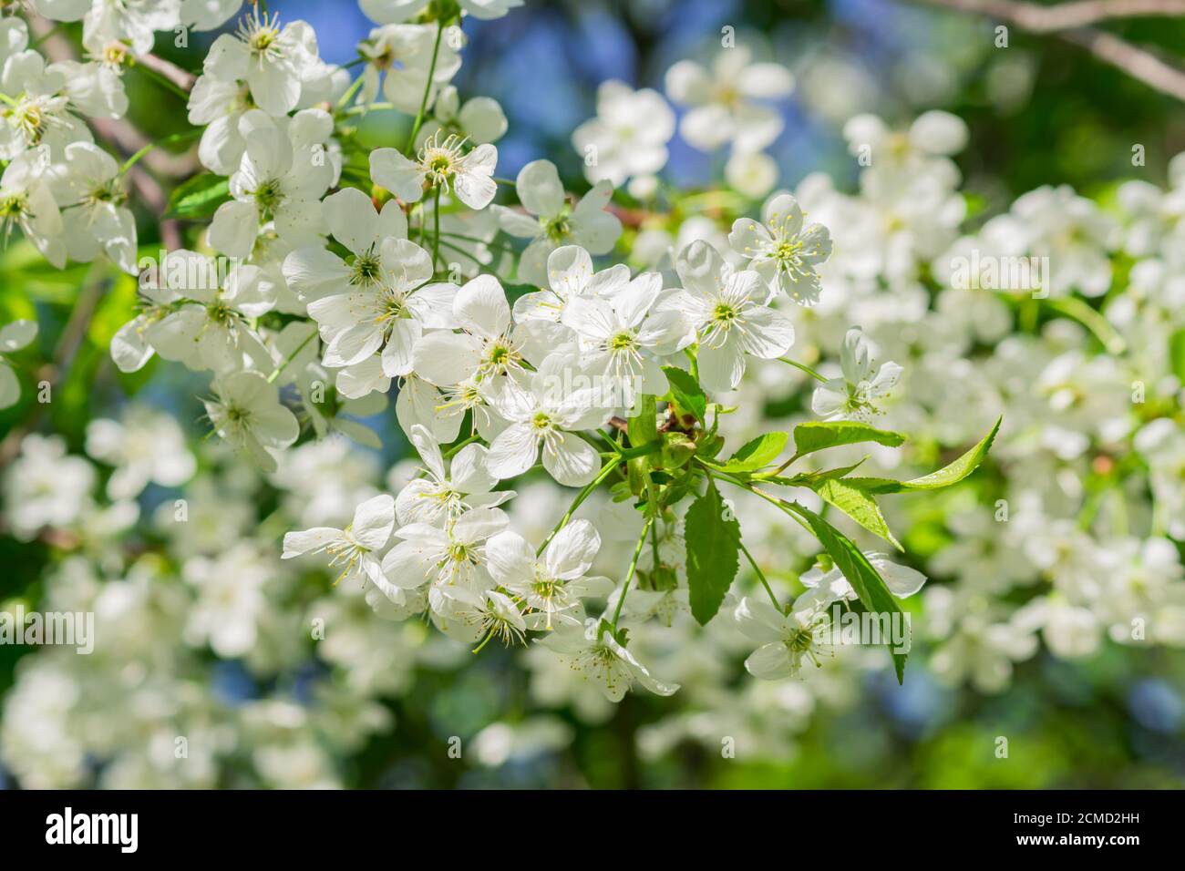 Blooming cherry tree close up. Spring foliage Stock Photo - Alamy