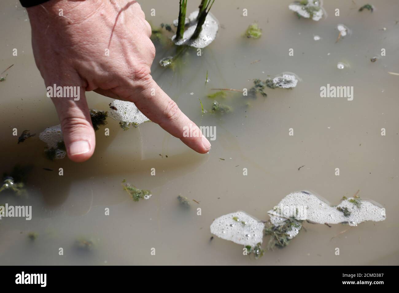 Mosquito larvae africa hi-res stock photography and images - Alamy