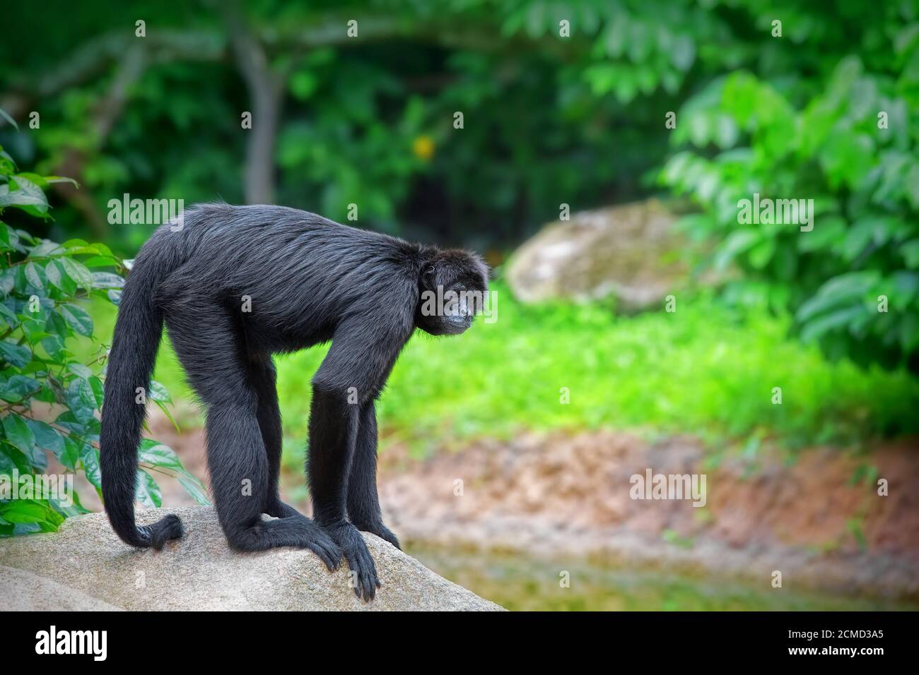 Colombian spider monkey hi-res stock photography and images - Alamy