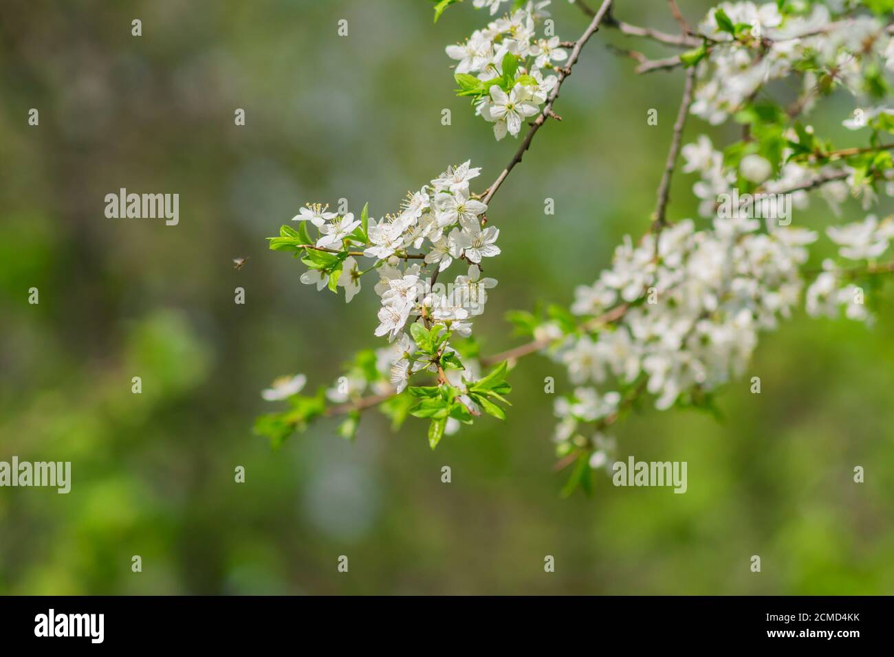 Blooming cherry tree close up. Spring foliage Stock Photo - Alamy