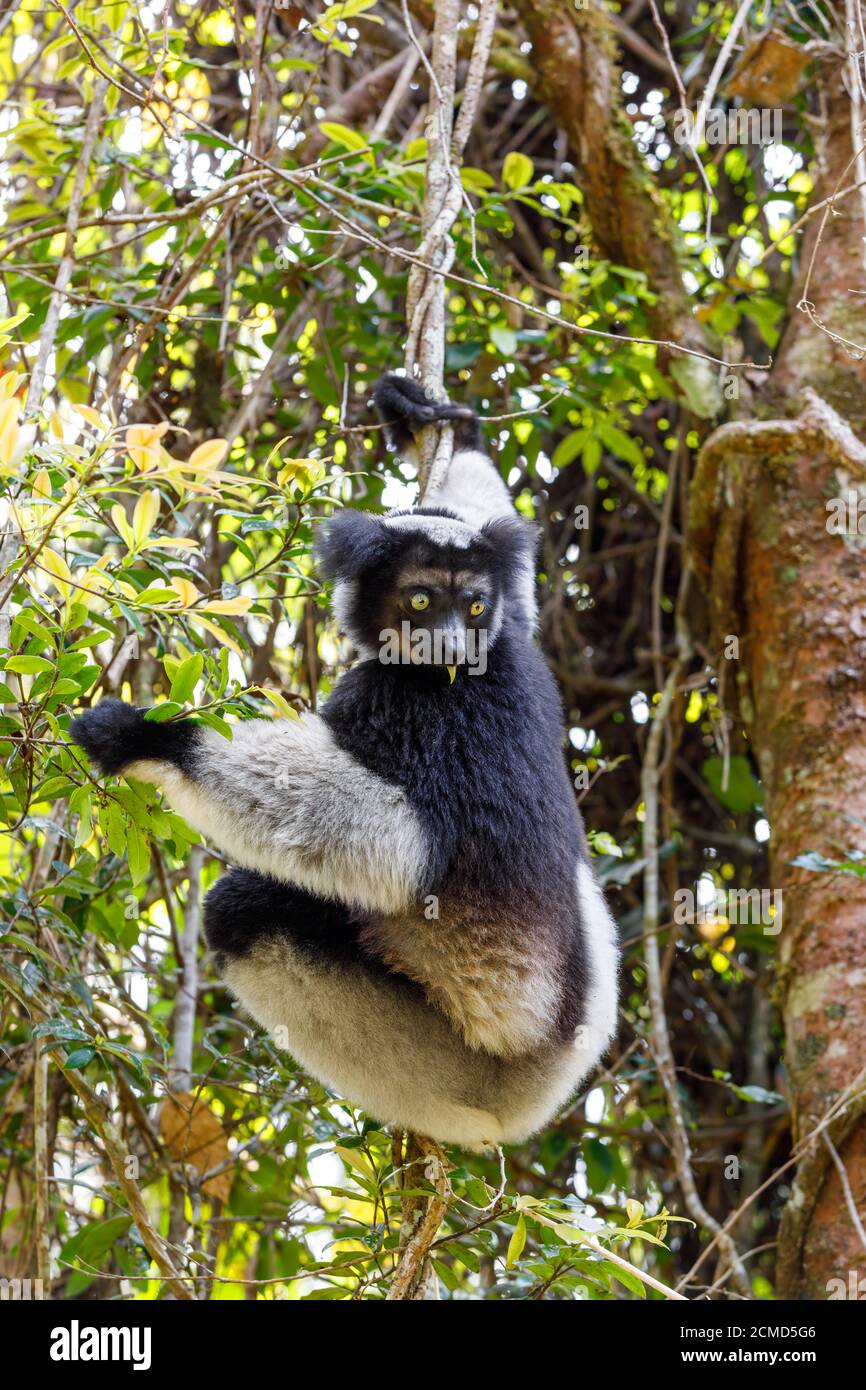 Indri indri indri in andasibe mantadia hi-res stock photography and ...