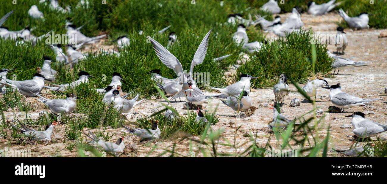 Common tern nesting zone flying and feeding chicks Stock Photo - Alamy