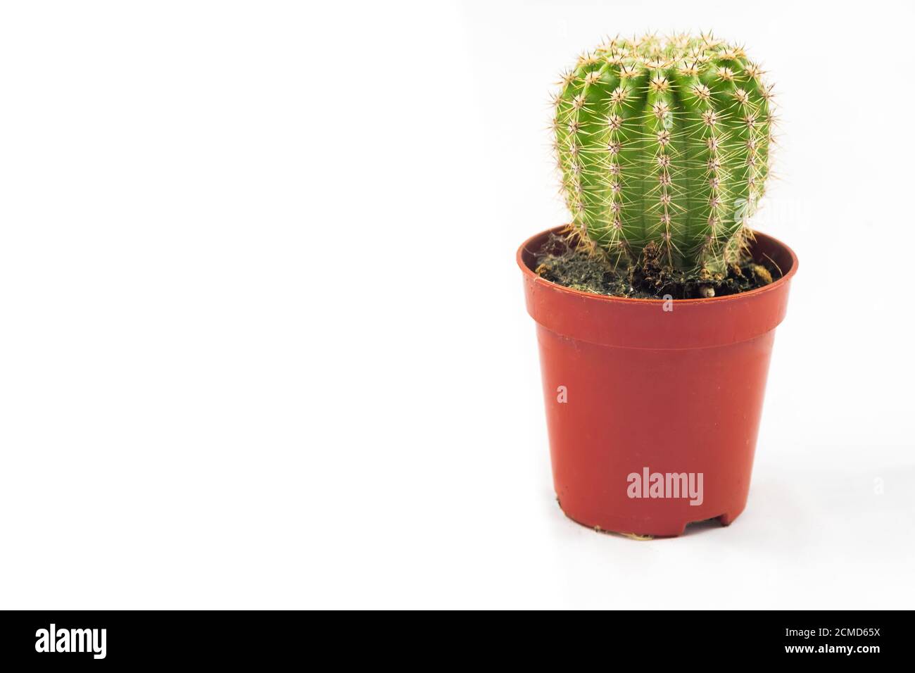 mini cactus plant in small brown pot with white background. copy space ...