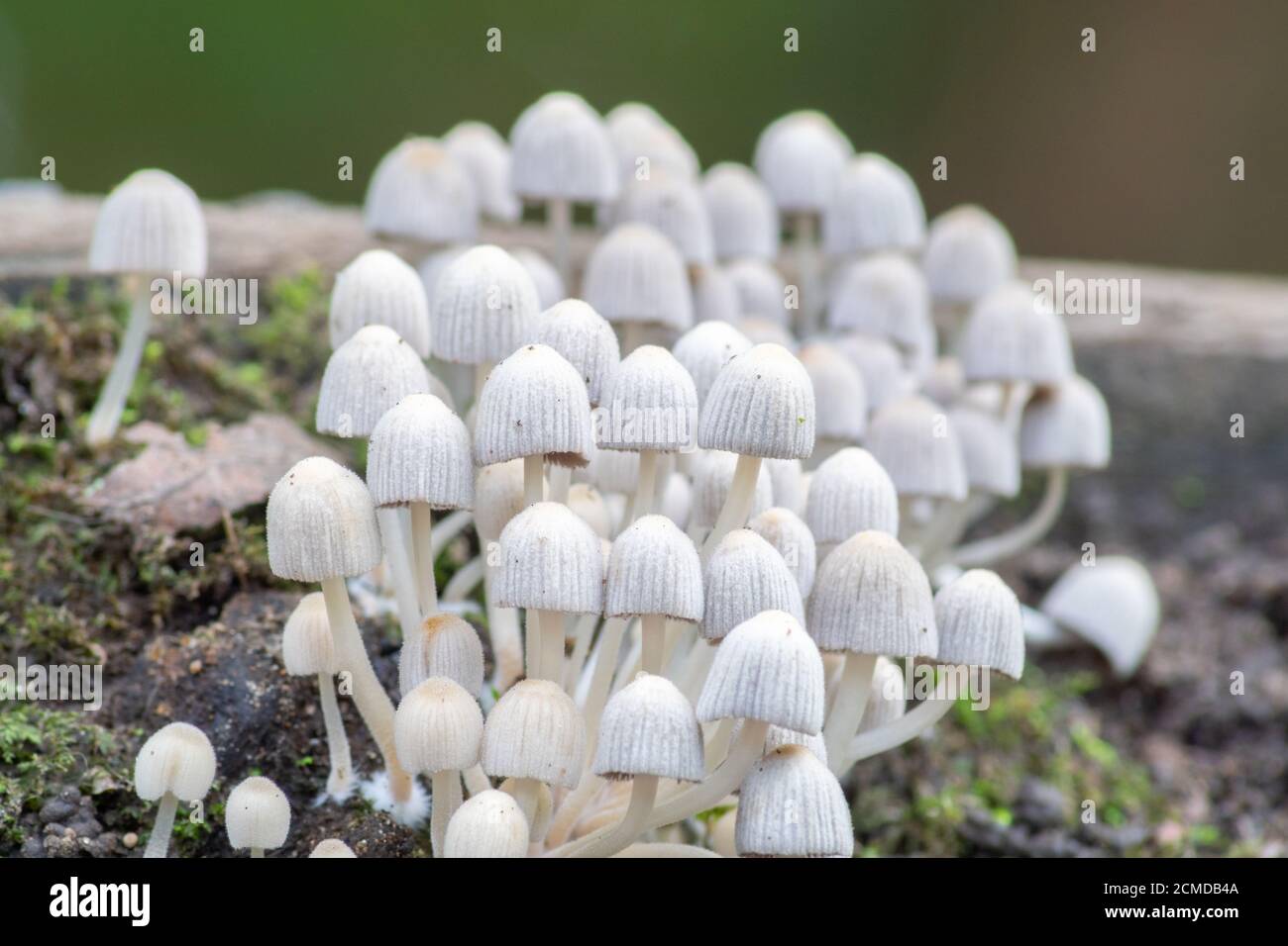 coprinellus disseminatus mushroom, also known as fairy inkcap, growing ...