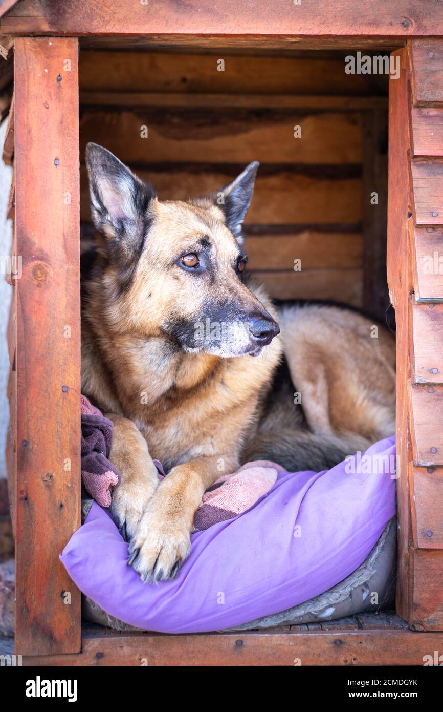 German Shepherd dog lying in a wooden dog house, South Africa Stock ...