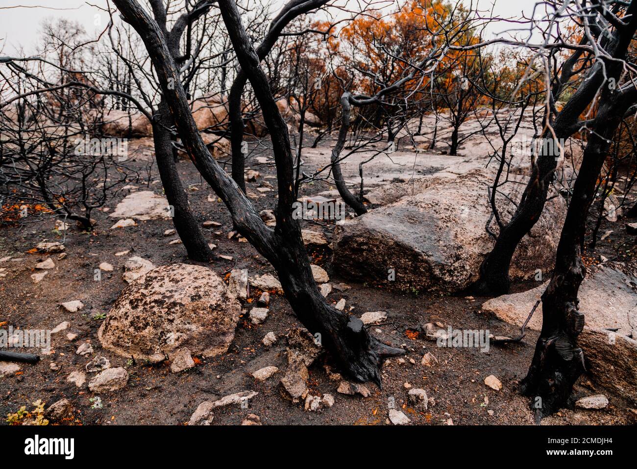 Burned trees after a forest fire Stock Photo - Alamy