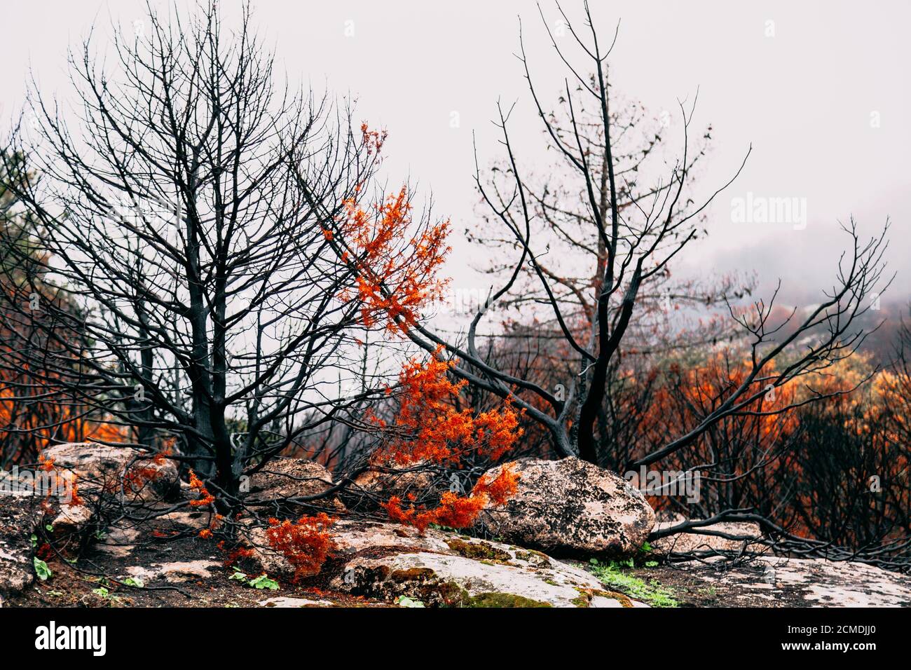 Burned trees after a forest fire Stock Photo - Alamy