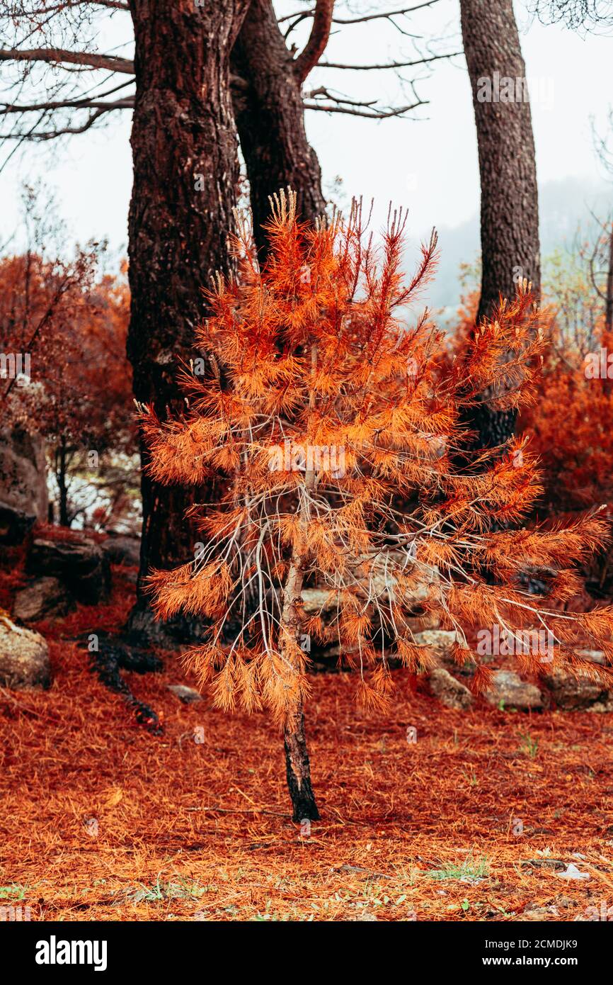Burned trees after a forest fire Stock Photo - Alamy