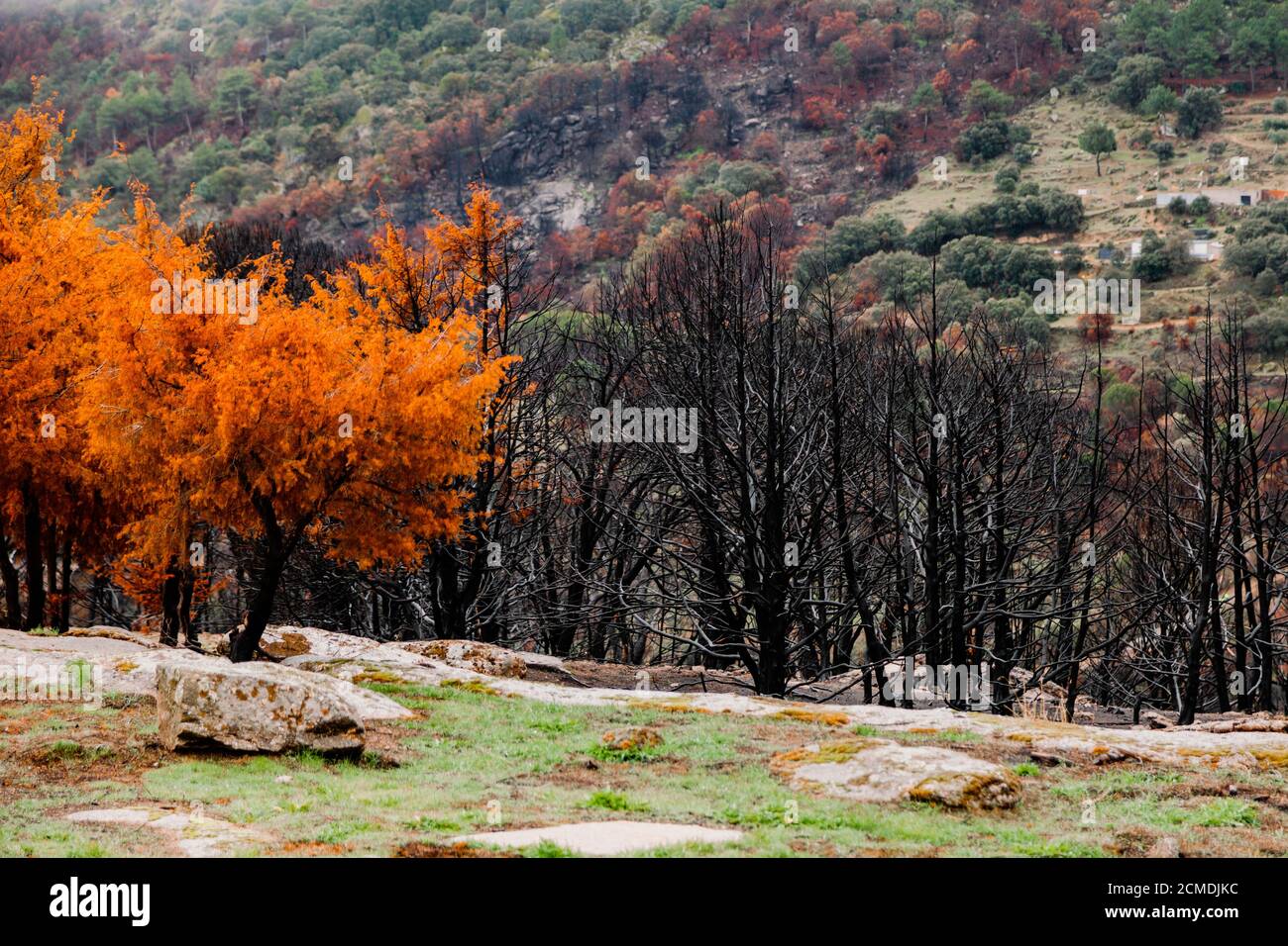 Burned trees after a forest fire Stock Photo - Alamy