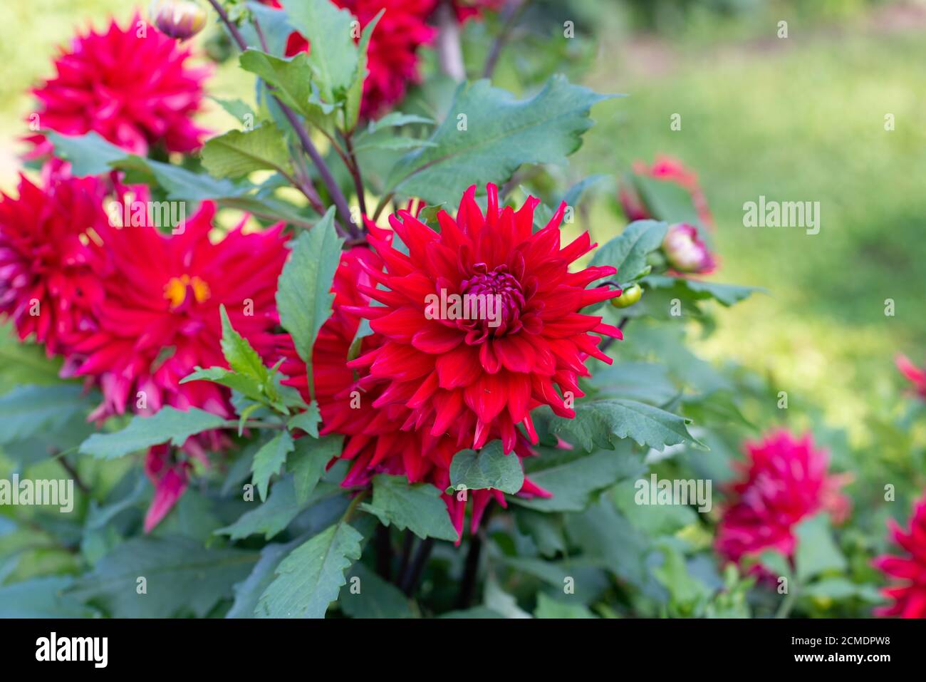 Lover boy hi-res stock photography and images - Alamy