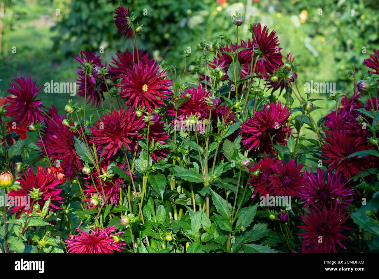 Red Dhalia variety Chat Noir flowering in a garden Stock Photo - Alamy