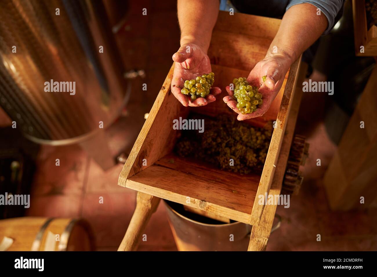 White grapes getting to be crushed before pressing at the winery Stock ...