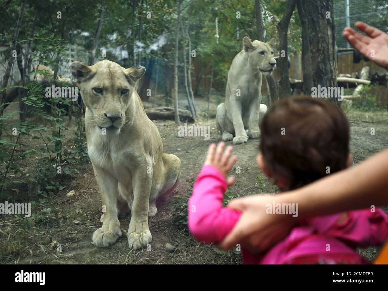 Tbilisi zoo hi-res stock photography and images - Alamy