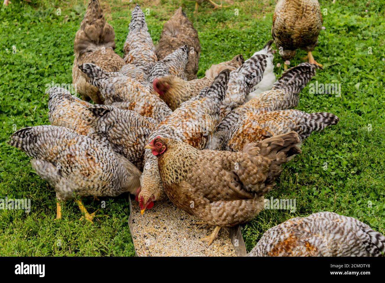 Chickens peck grains from the feeder in the morning. Close up ...