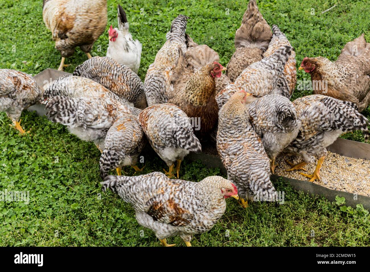 Chickens peck grain from the feeder. Bielefelder is a German breed of ...